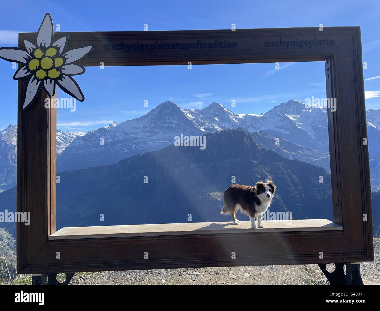 Dog poses in tourism frame in front of Bernese alps on Schynige Platte ...