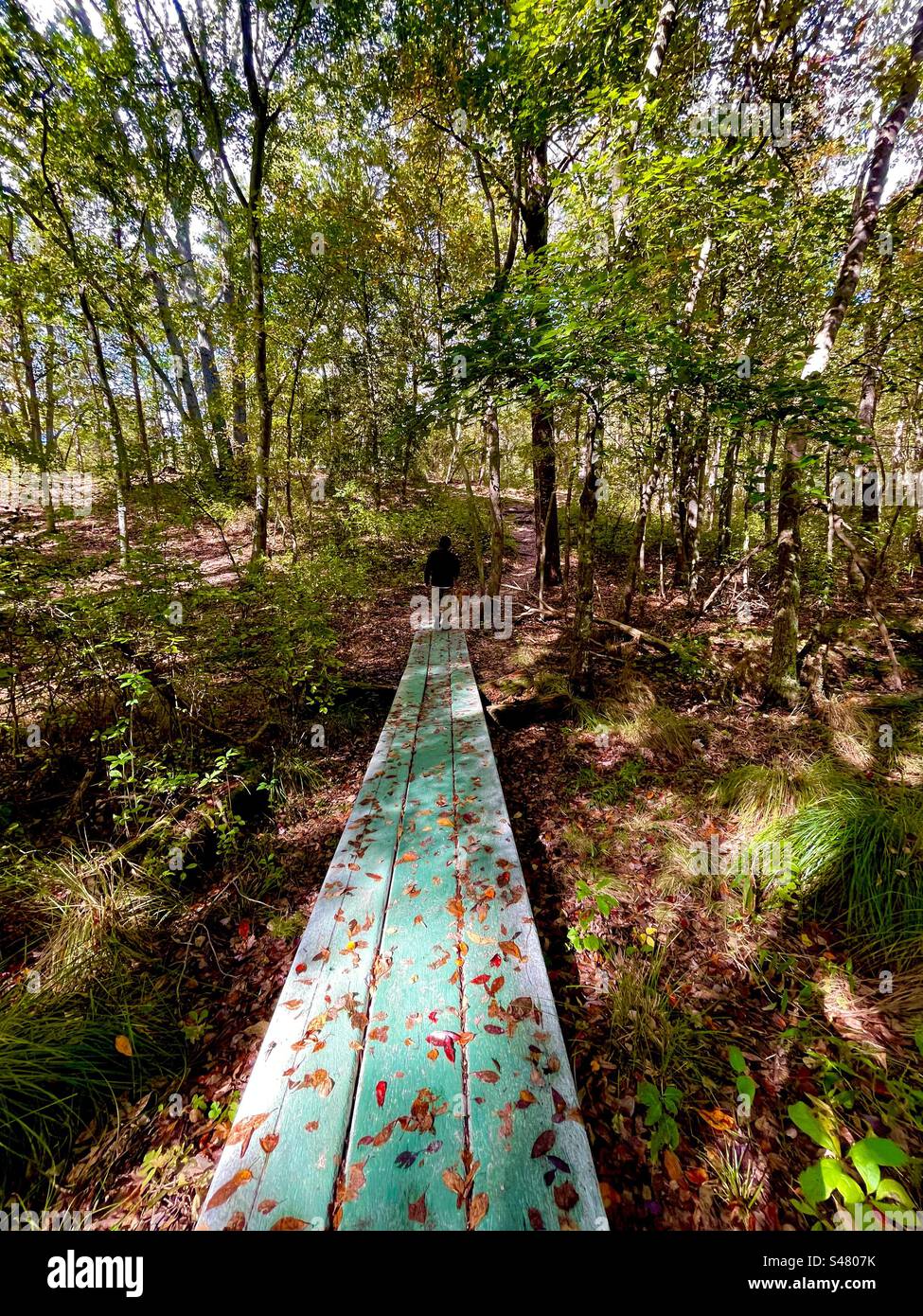 Trails through woods hi-res stock photography and images - Alamy