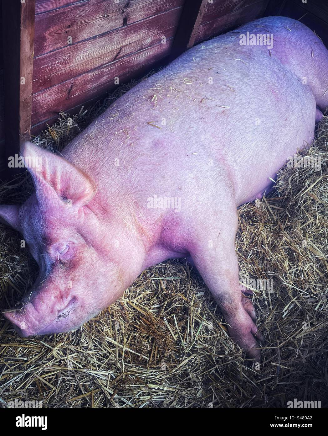 The yorkshire pig hi-res stock photography and images - Alamy