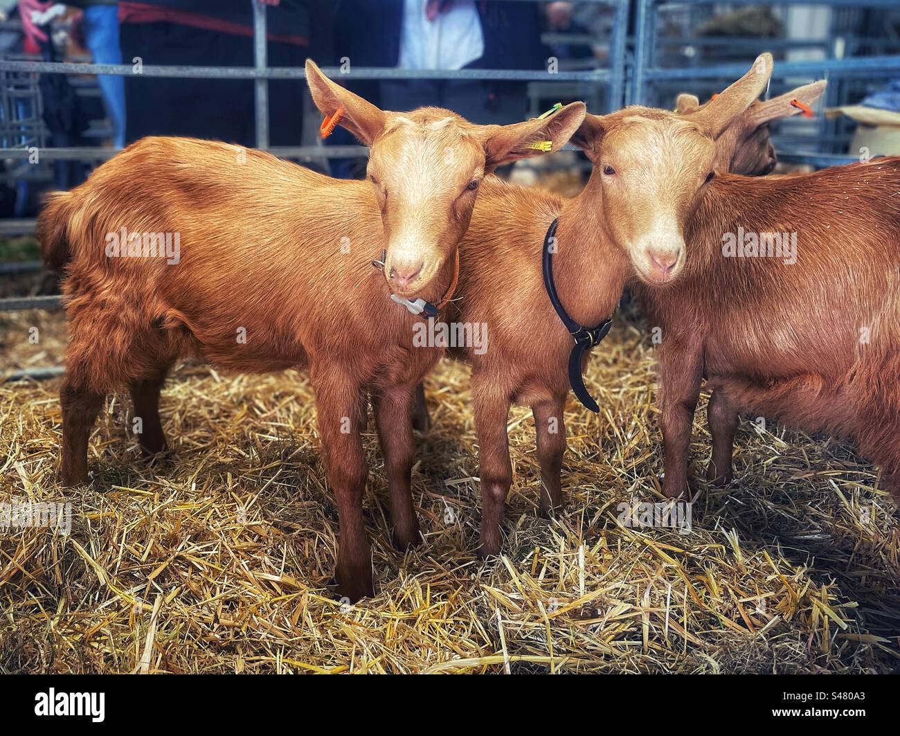 Show goats hi-res stock photography and images - Alamy