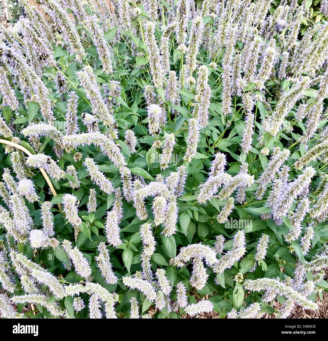 Salvia plant in bloom smartphone stock photos and images - Alamy