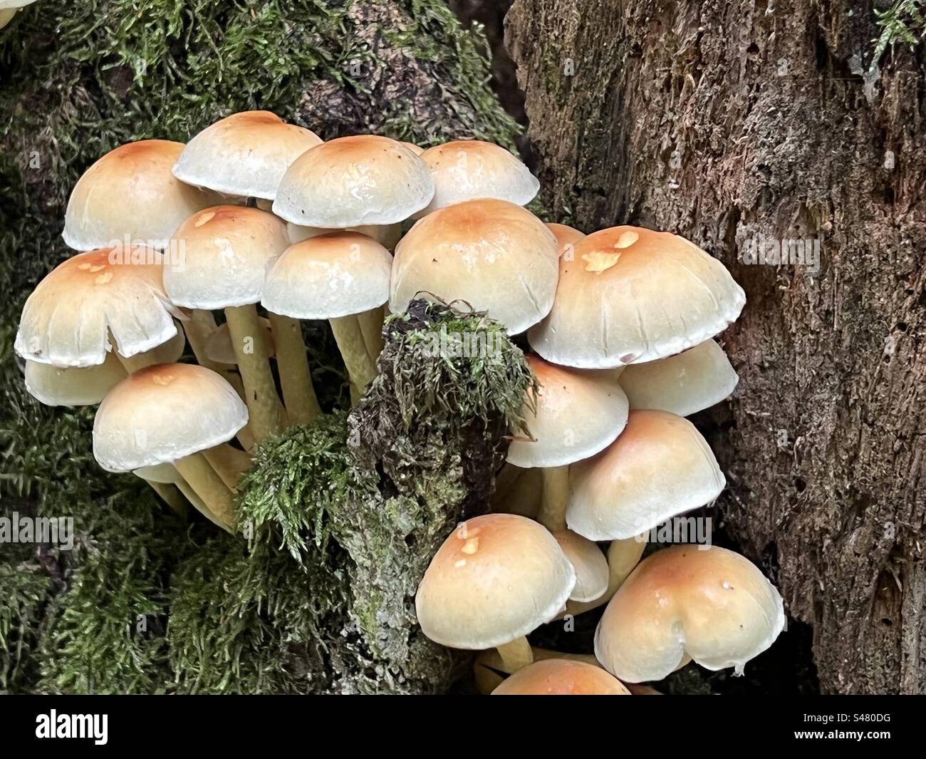 Mushrooms tree hi-res stock photography and images - Alamy