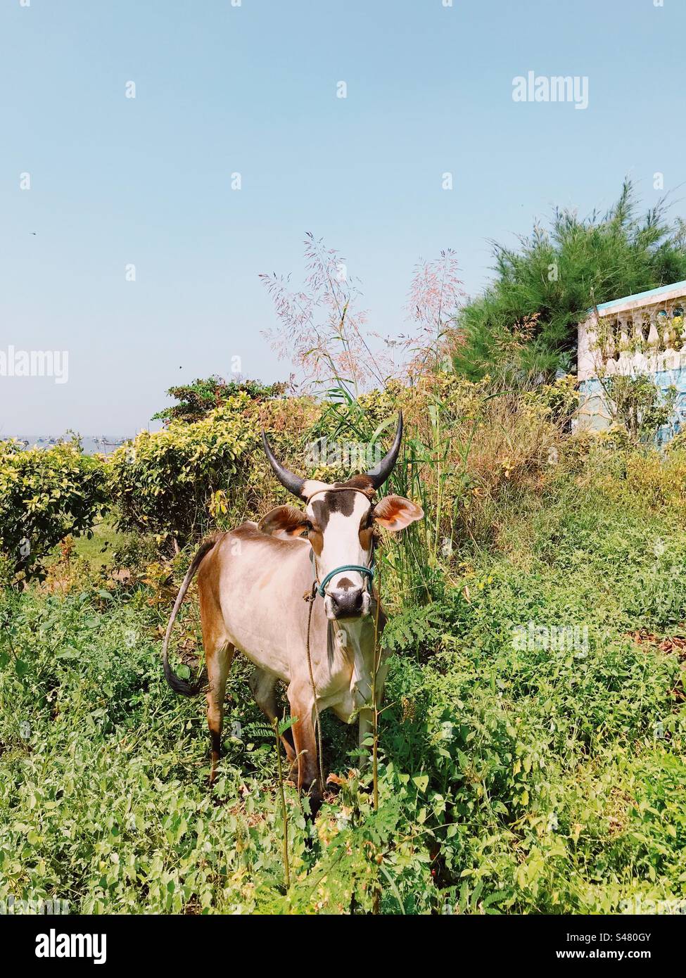 A cow gazing amidst foliage Stock Photo - Alamy