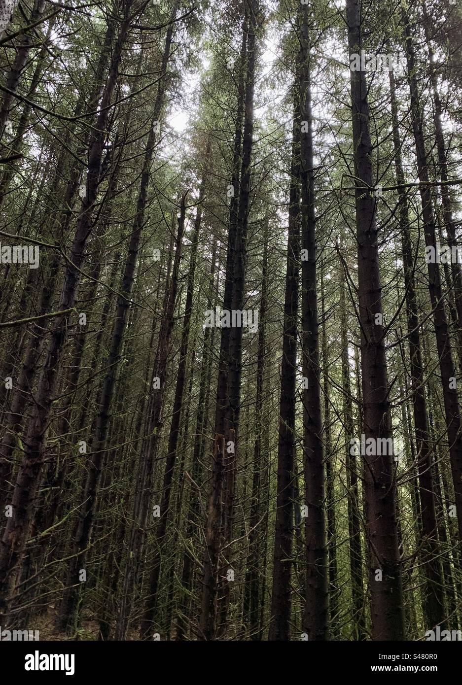 Tall pine tree hi-res stock photography and images - Alamy