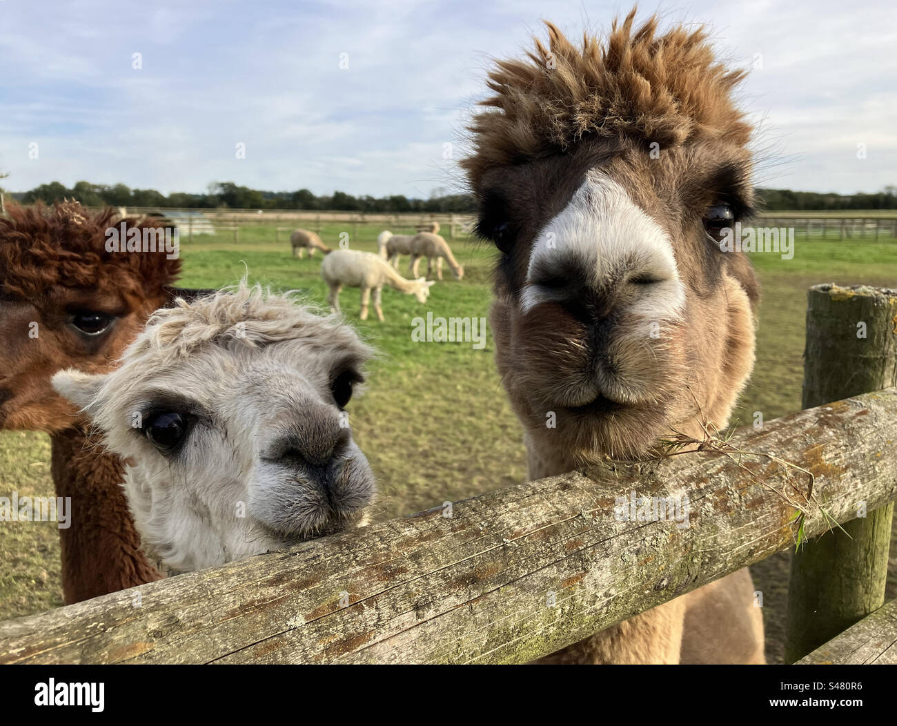 Huacaya alpacas looking over a fence Stock Photo - Alamy