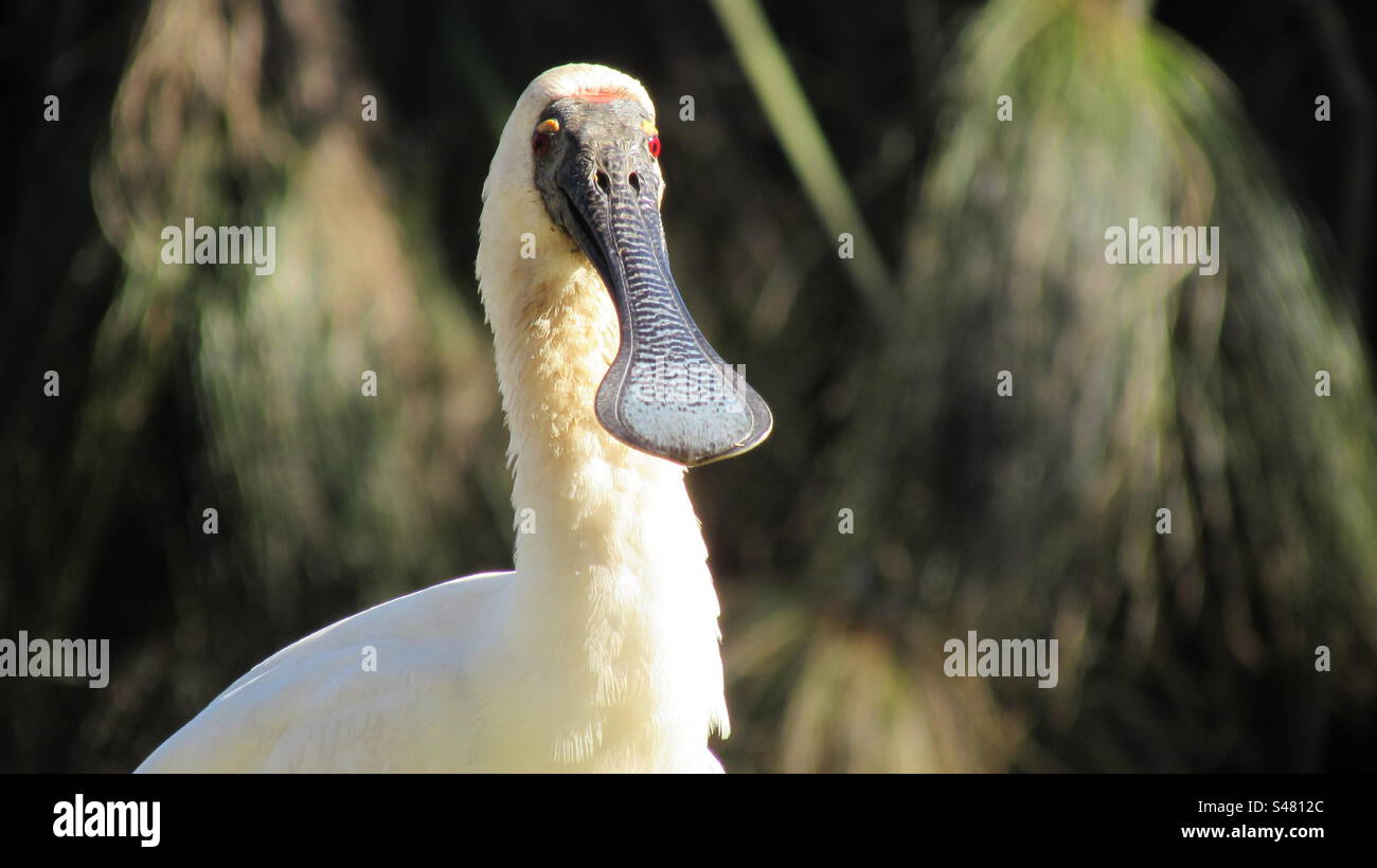 Australian white bird hi-res stock photography and images - Alamy