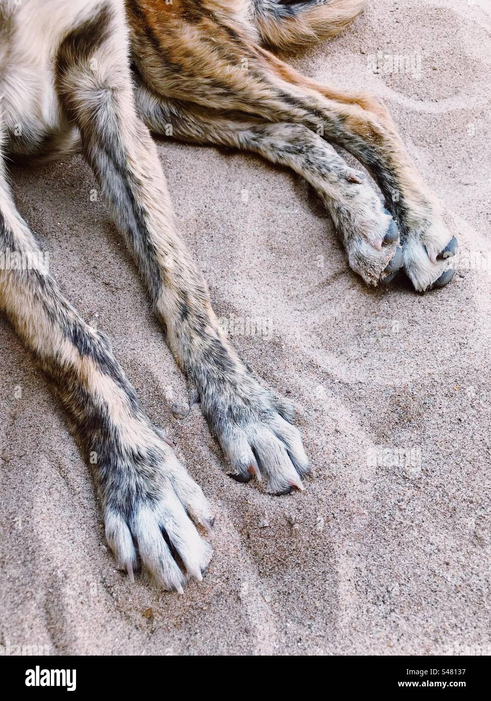 Pet feet hi-res stock photography and images - Alamy