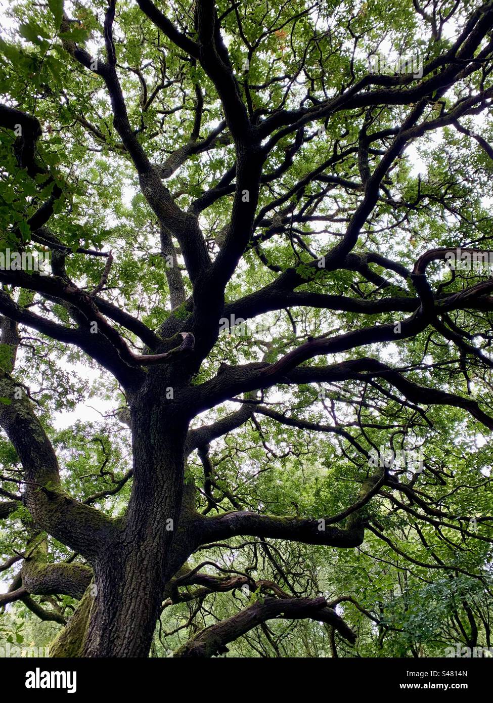 Old ancient oak tree Stock Photo - Alamy