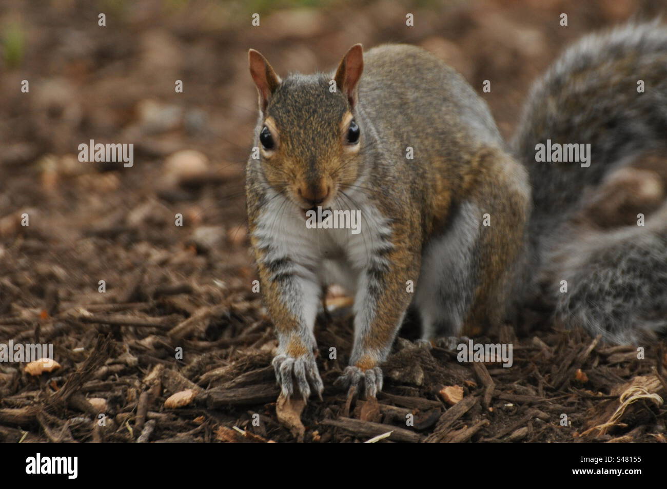 Squirrel looking at camera hi-res stock photography and images - Alamy