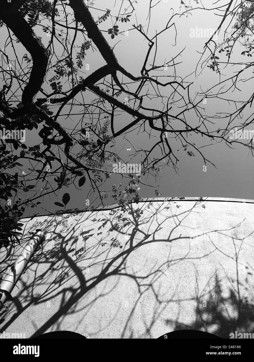 Trees with shadow Black and White Stock Photos & Images - Alamy