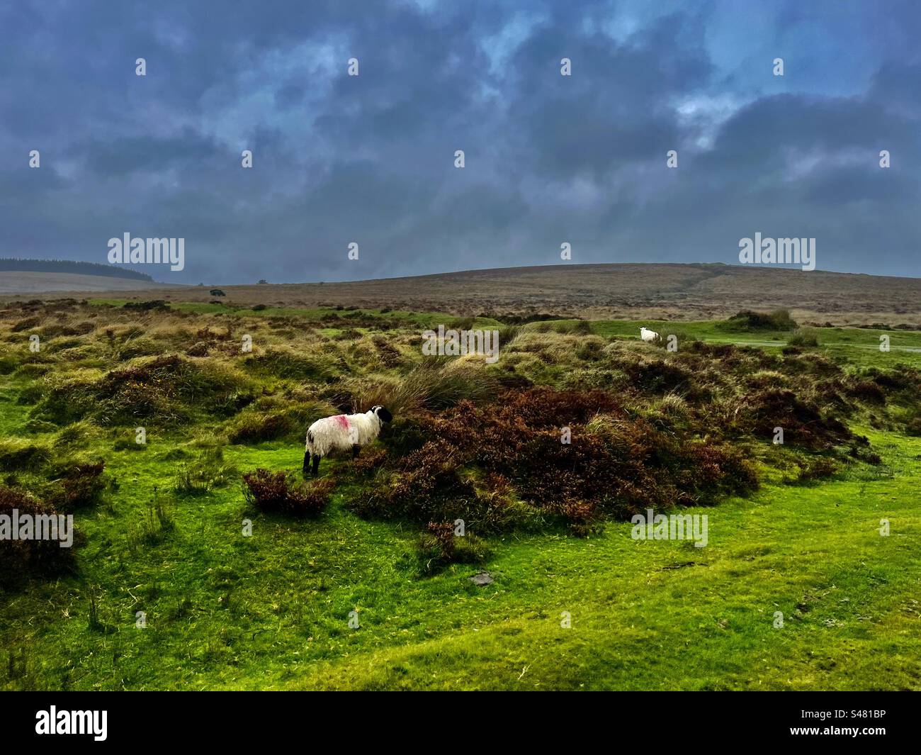 Sheep grazing cloudy clouds grey sky animal livestock wing mirror ...