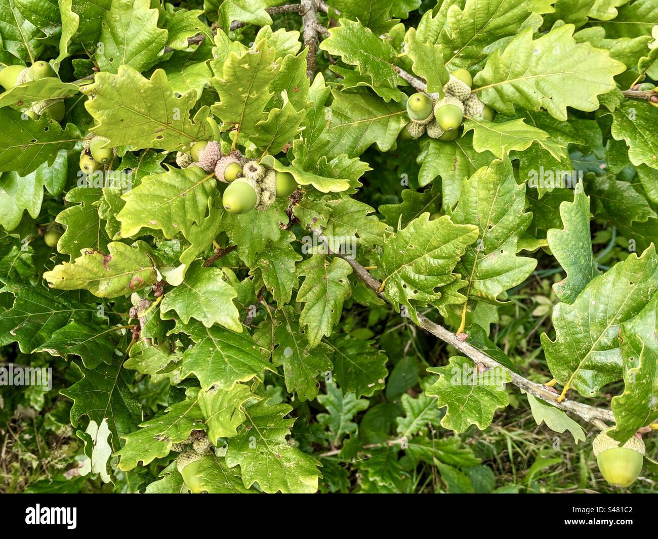 Acorns and oak tree leaves hi-res stock photography and images - Alamy