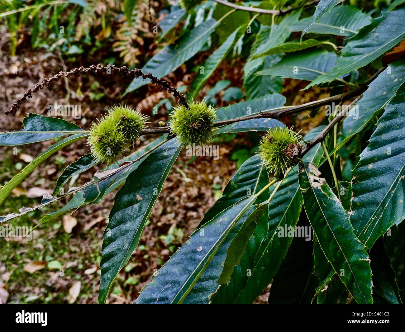 Plants with spiky leaves hi-res stock photography and images - Alamy