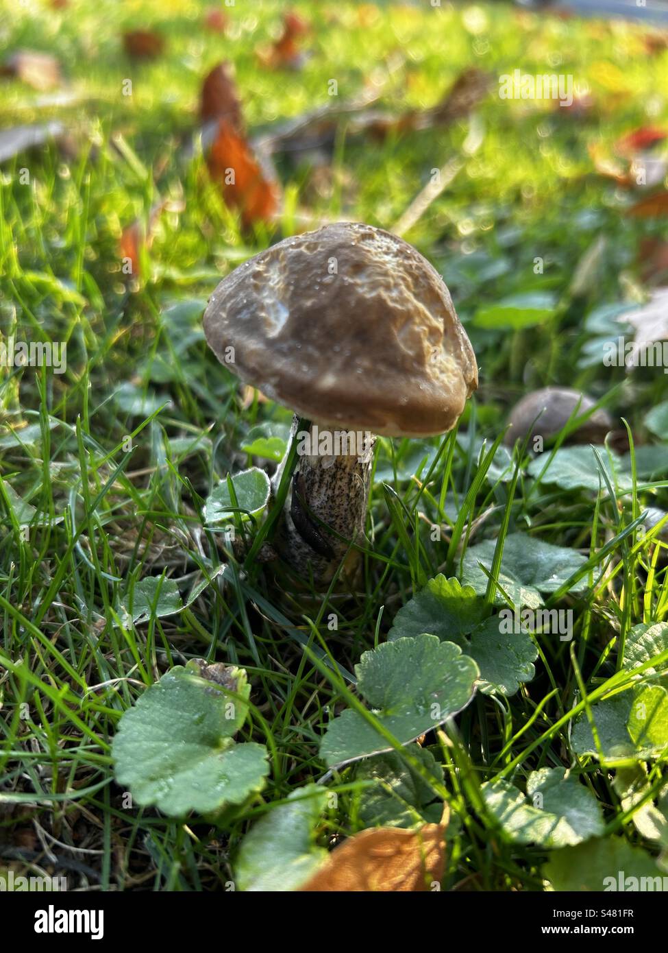 Nature cycle hi-res stock photography and images - Alamy