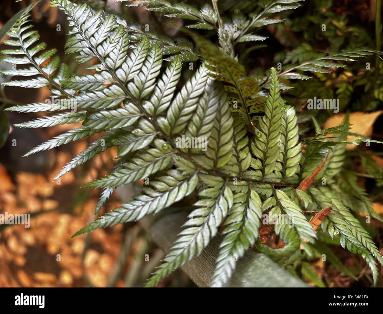 Thriving fern hi-res stock photography and images - Alamy