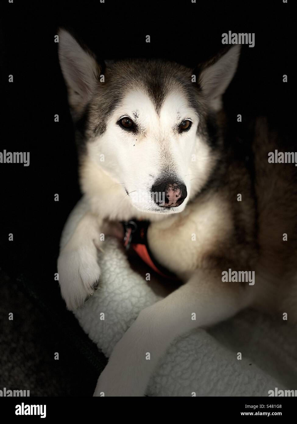 Older husky hi-res stock photography and images - Alamy
