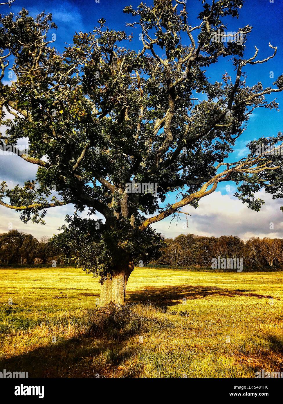 Oak tree casting low autumn sun shadows onto stubble field Stock Photo ...