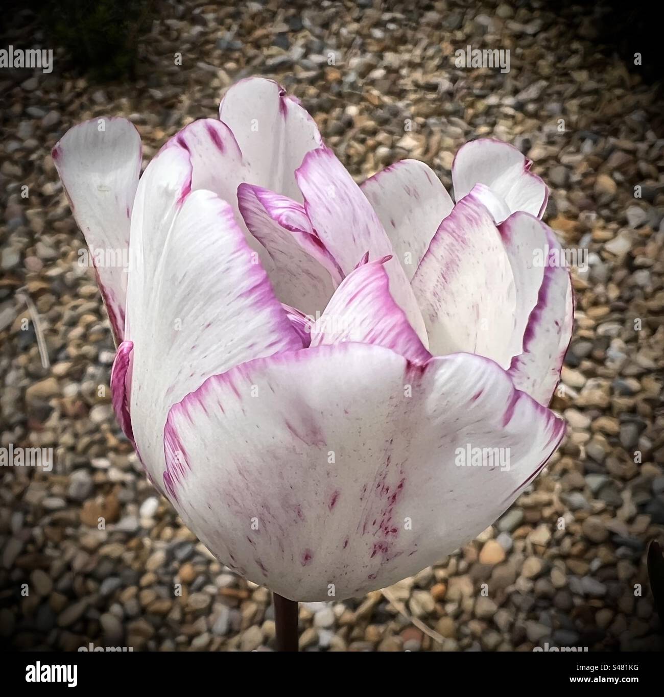 Single white tulip with pink edges Stock Photo - Alamy