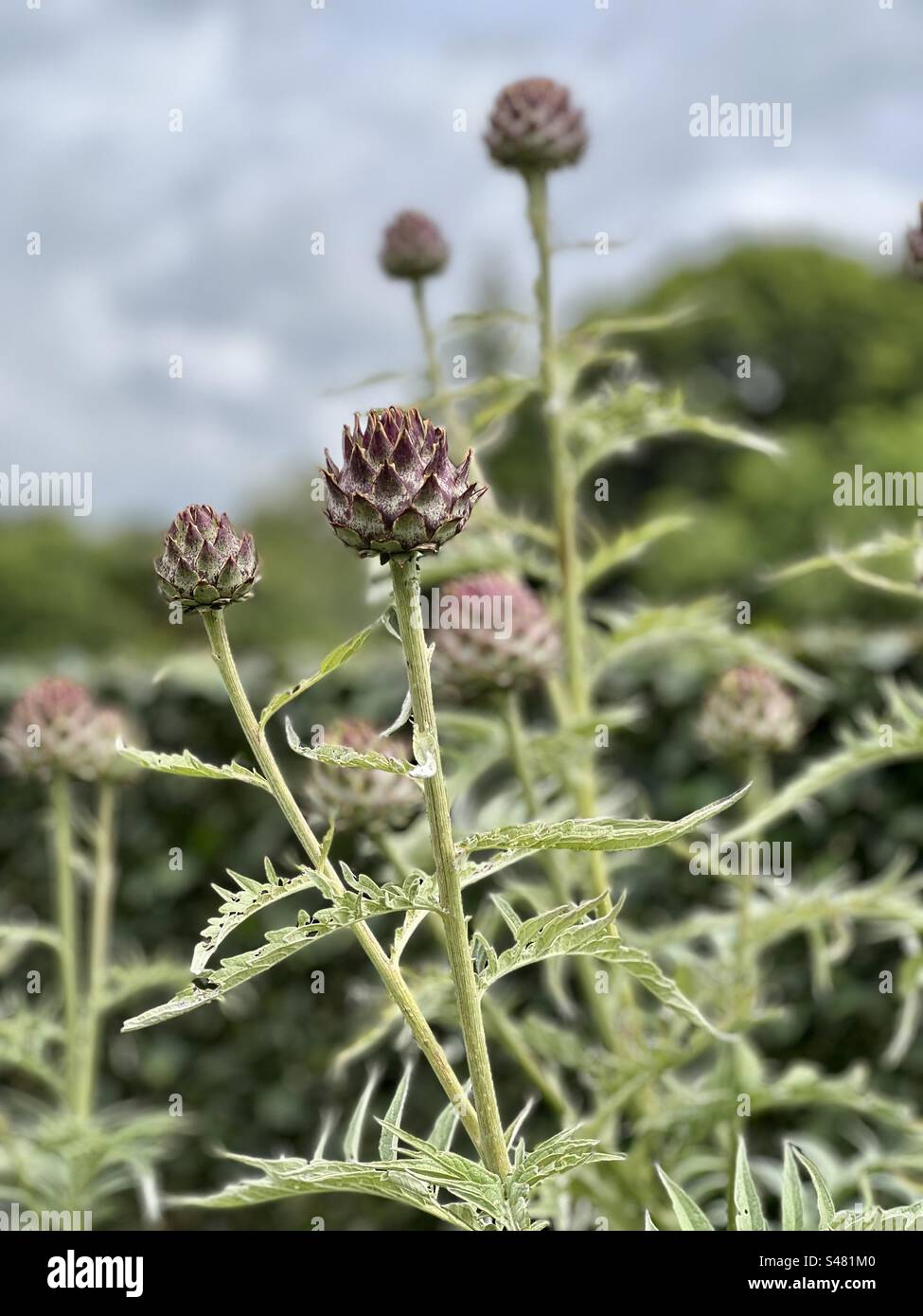 Cardoon plant hi-res stock photography and images - Alamy