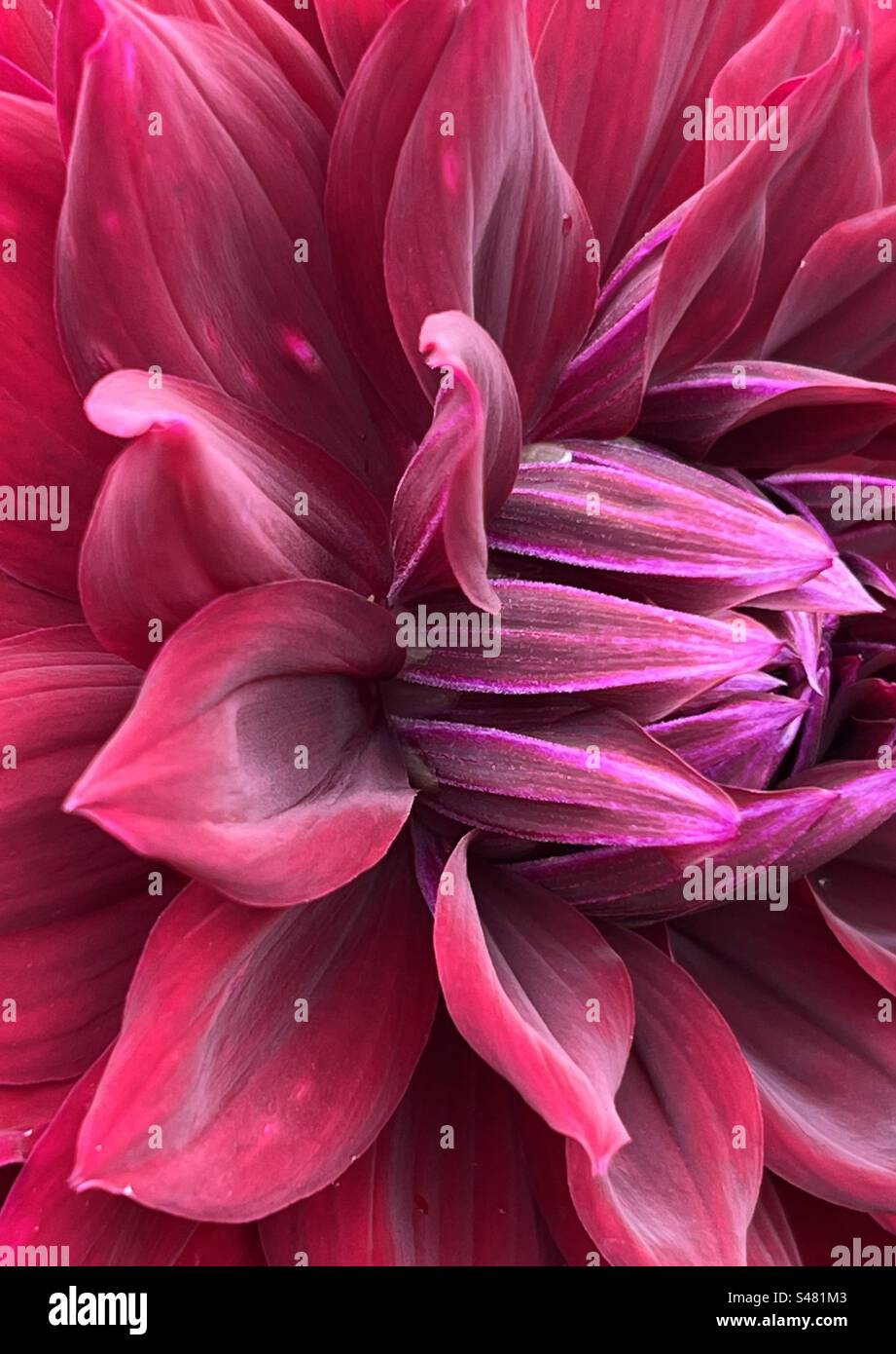 Deep pink Dahlia in flower Stock Photo - Alamy