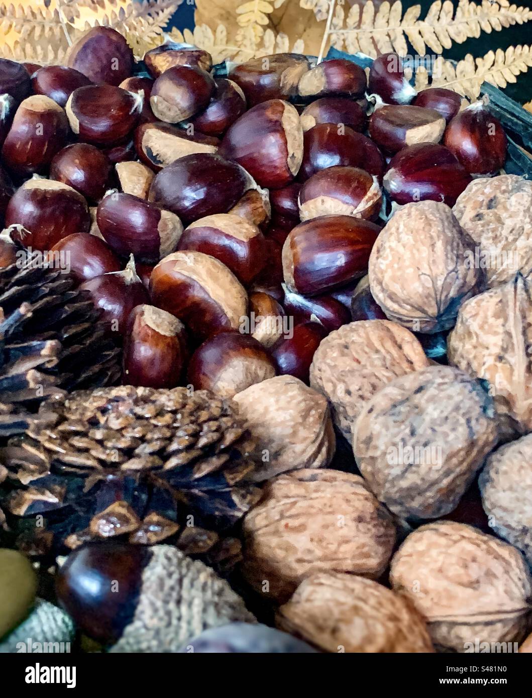 Autumn/Winter nut selection Stock Photo - Alamy