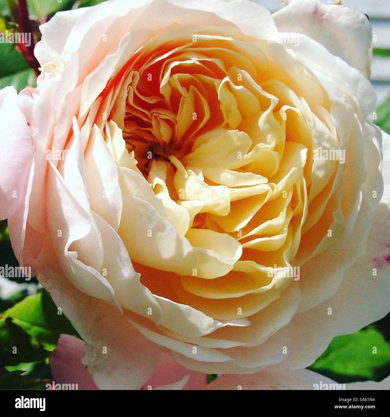 The cottage rose hi-res stock photography and images - Alamy