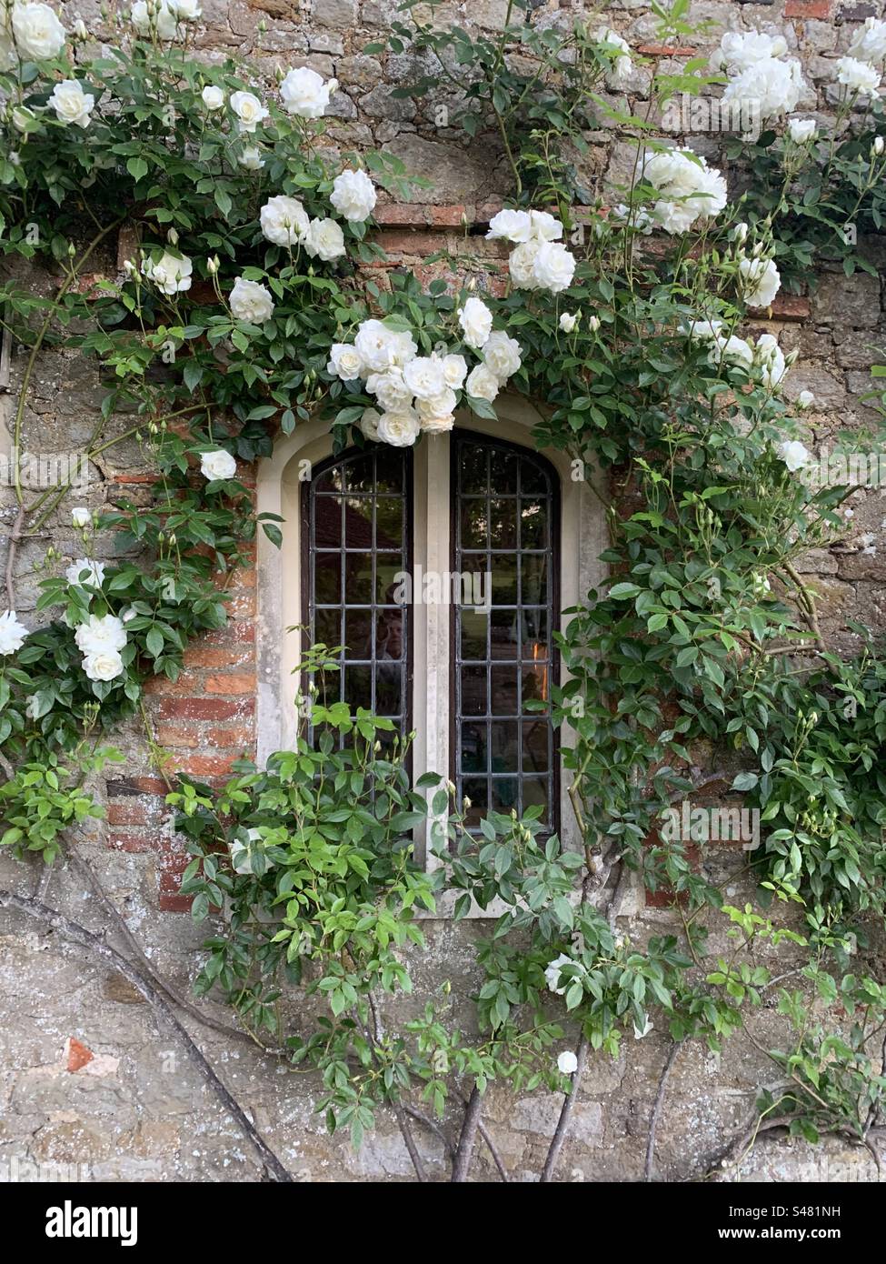Rose wall hi-res stock photography and images - Alamy