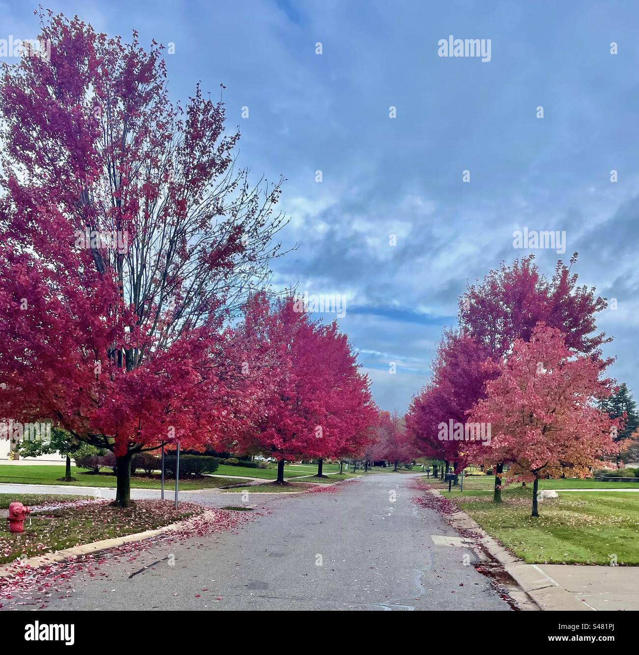 Maples hi-res stock photography and images - Alamy