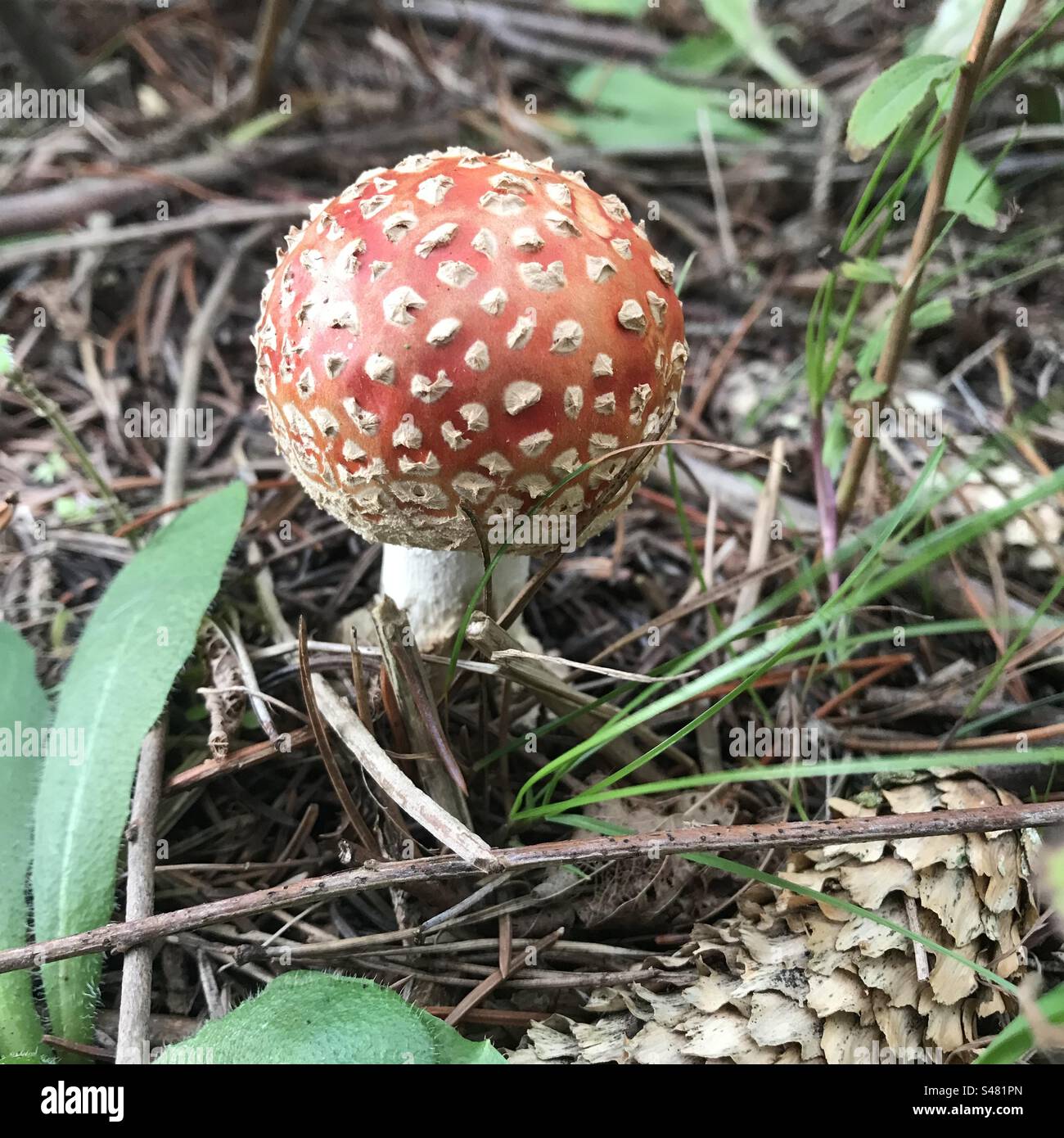 Mushroom of mystery Stock Photo - Alamy