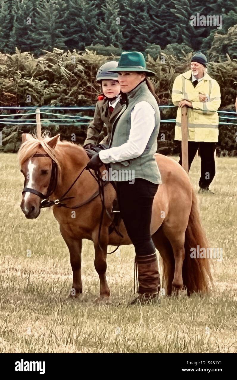 Miniature shetland pony hi-res stock photography and images - Alamy