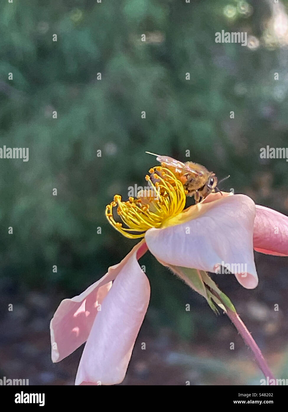 Bee on rose Stock Photo - Alamy