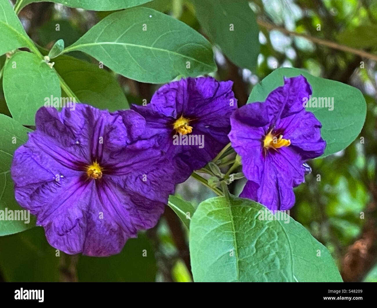 Bush potato hi-res stock photography and images - Alamy