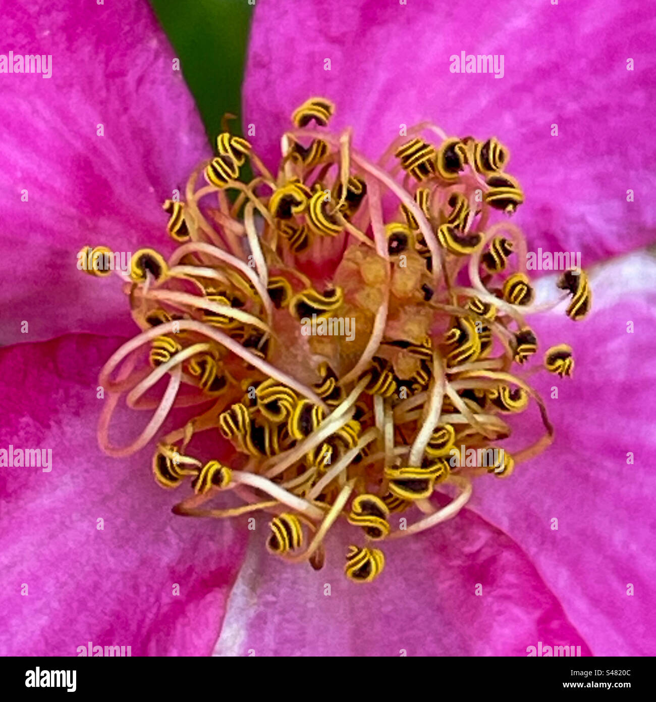Rose pollen hi-res stock photography and images - Alamy