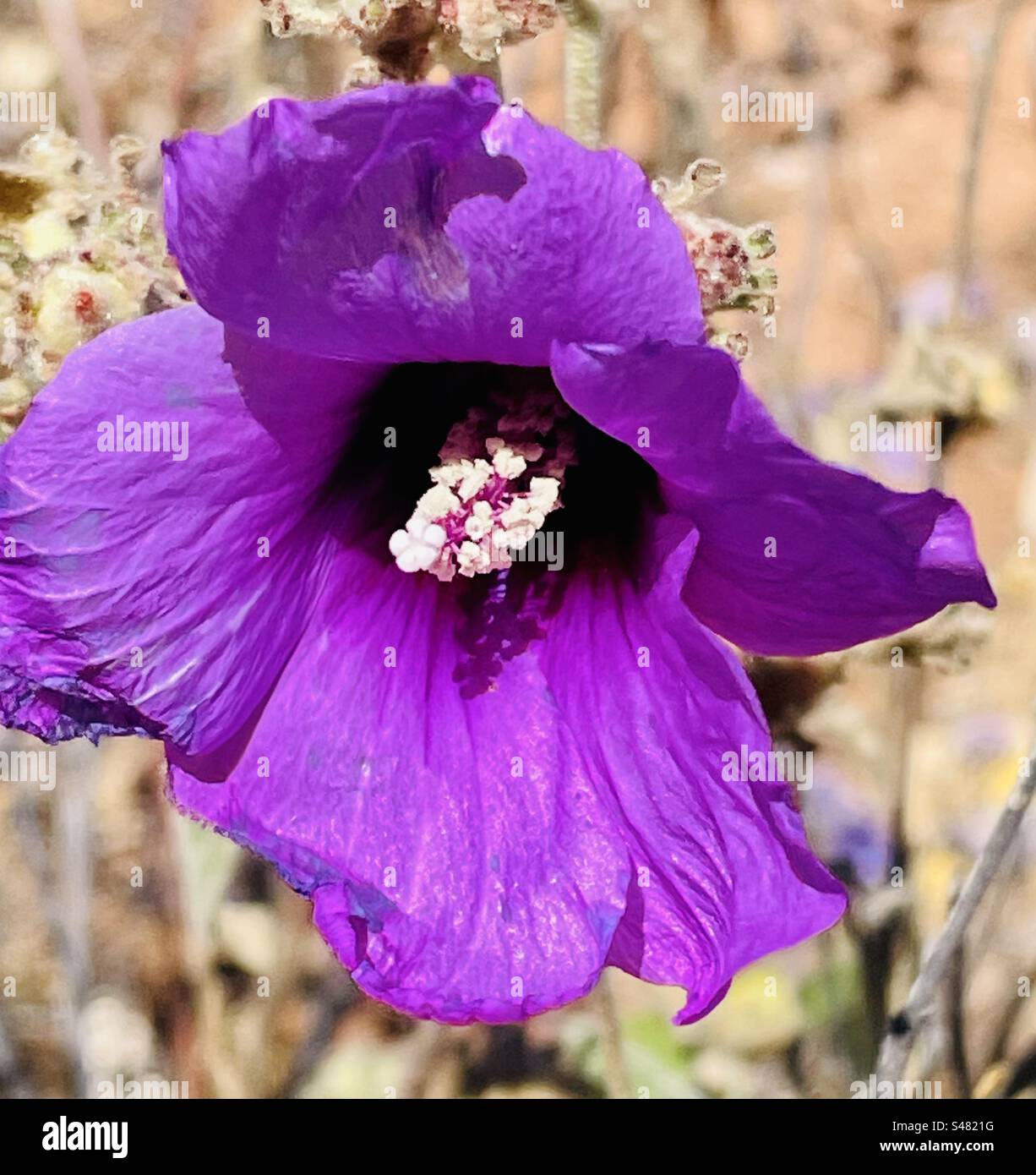 Desert flower central australia hi-res stock photography and images - Alamy