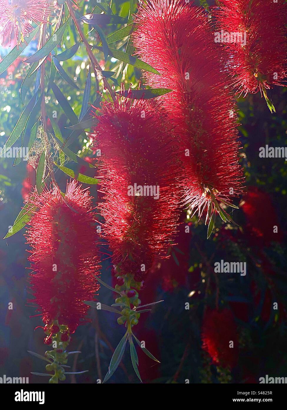 Callistemon park hi-res stock photography and images - Alamy