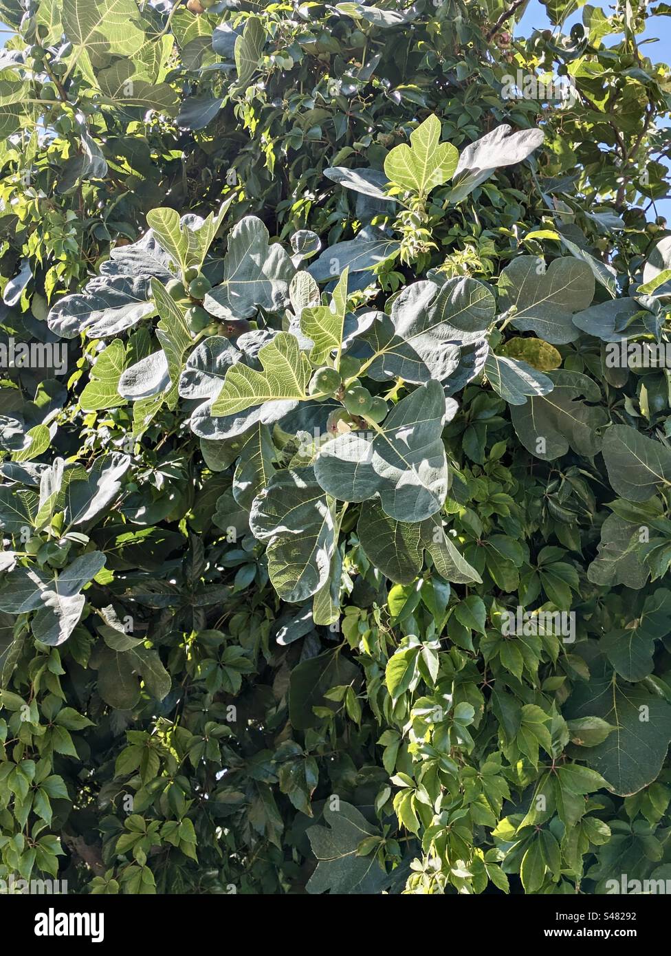 Fig tree leaves hi-res stock photography and images - Alamy