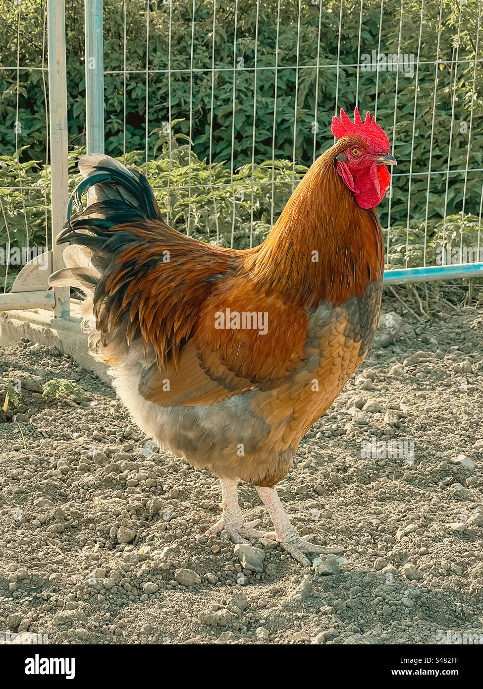Chicken walking across a farmyard Stock Photo - Alamy