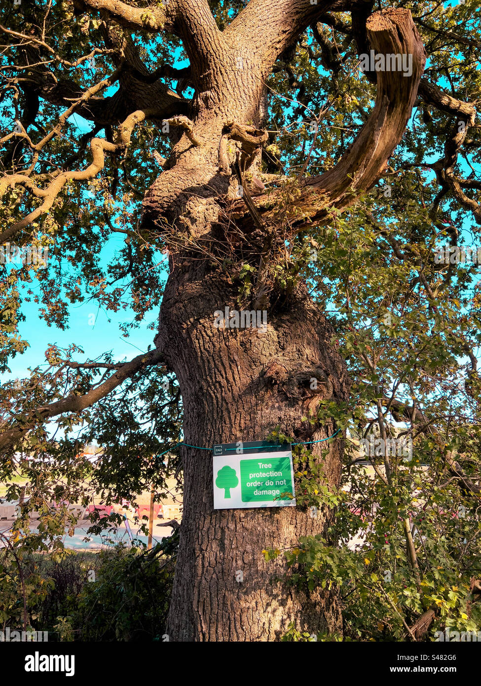 Tree Protection Order Do Not Damage sign on the trunk of a tree on the ...