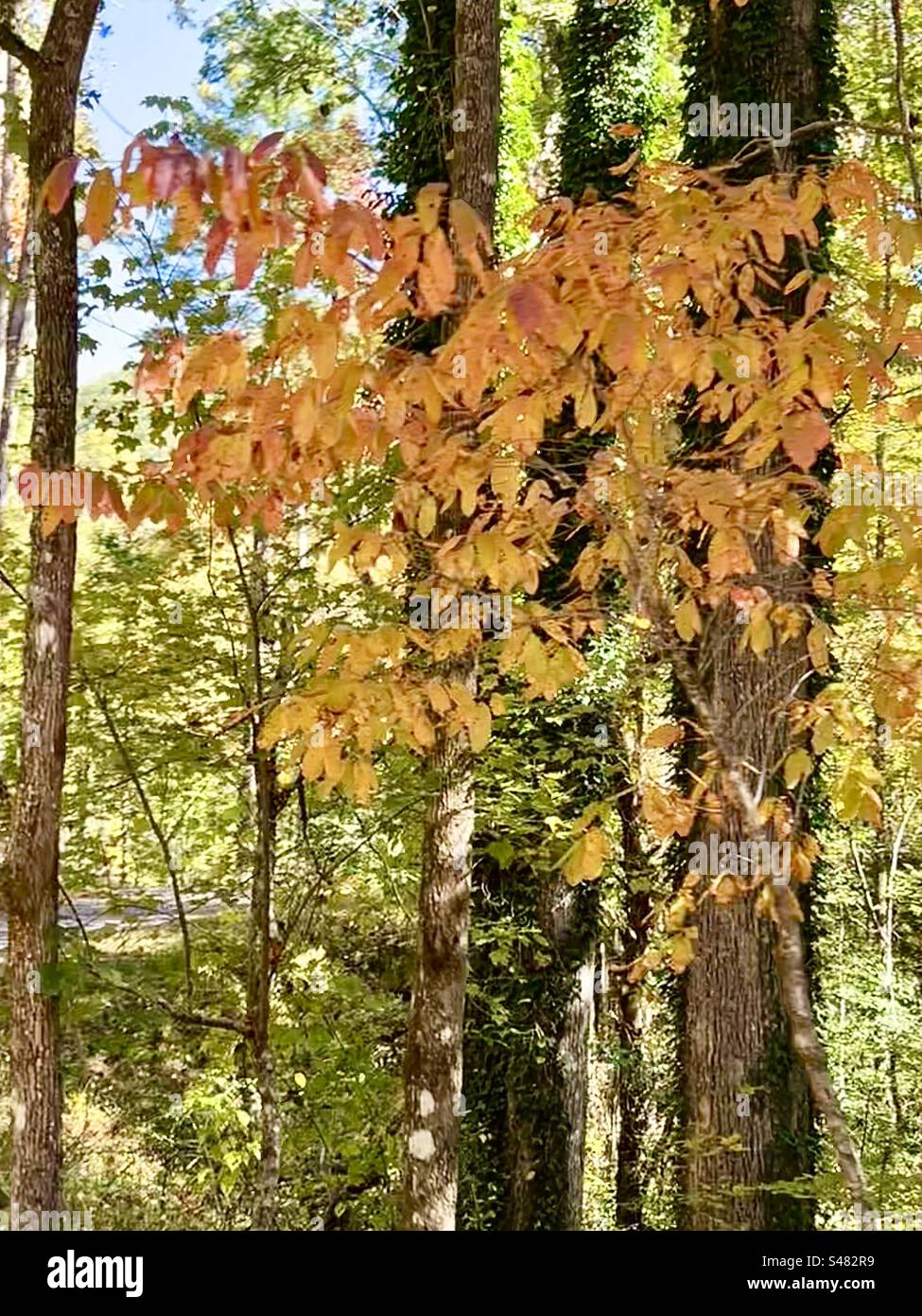 Fall Colored Trees Stock Photo - Alamy