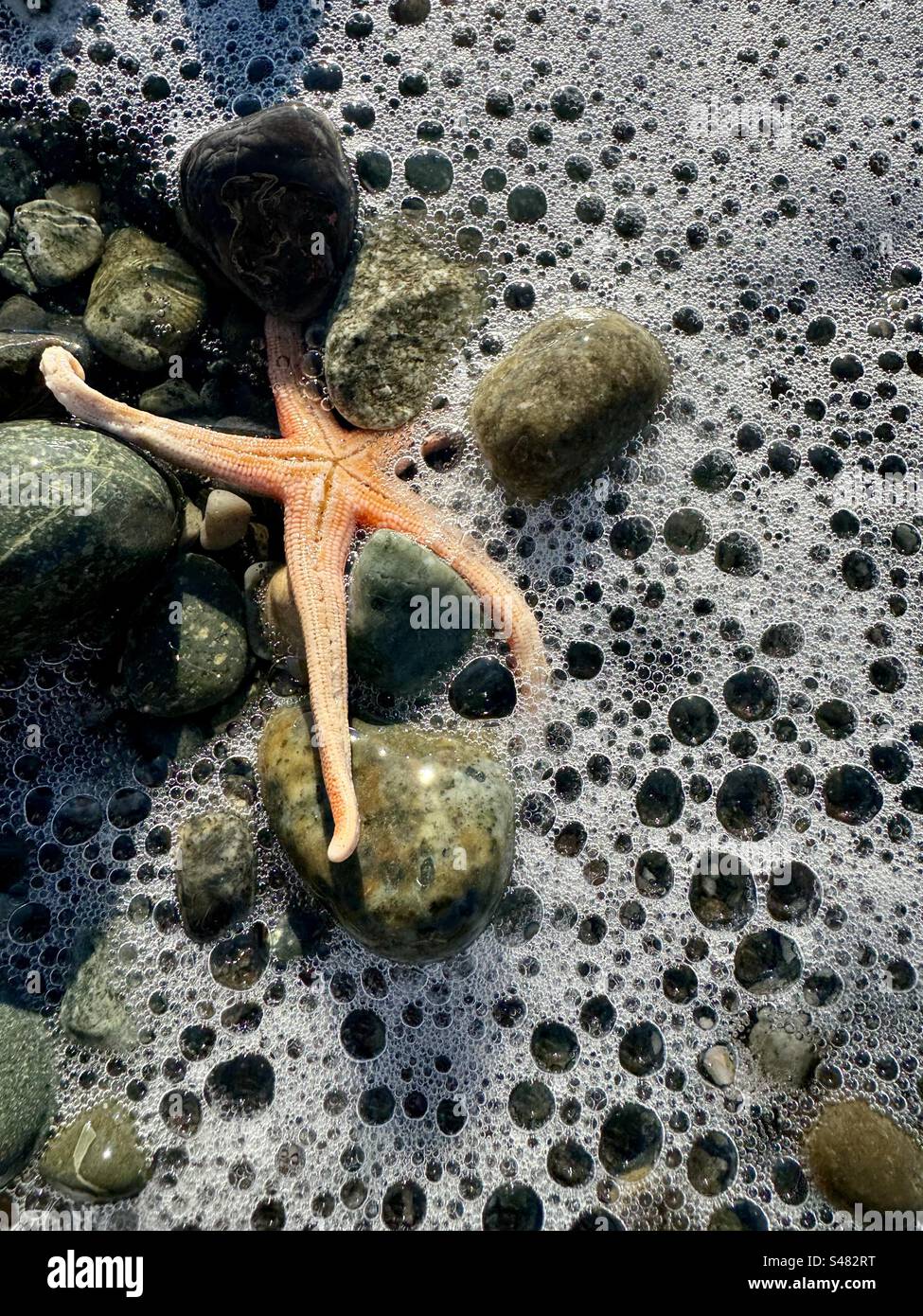 Starfish stranded on beach rocks soaking in water bubbles Stock Photo ...