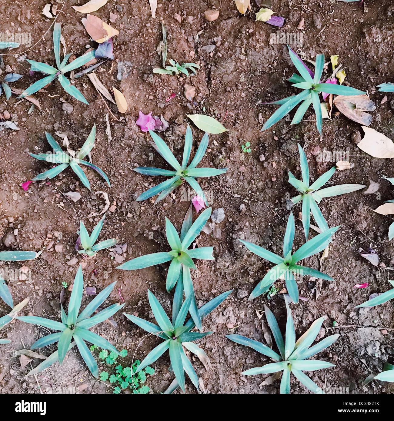 Top view of turf grass growing in the mud Stock Photo - Alamy