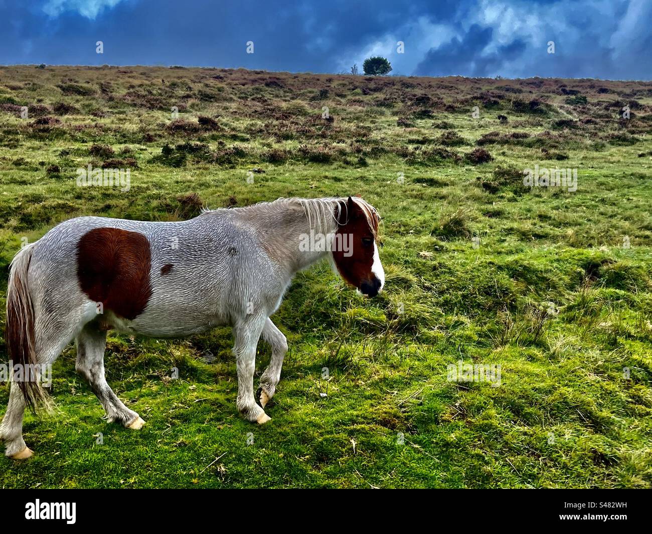 Horse walking cloudy clouds grey sky animal livestock Looking out of ...