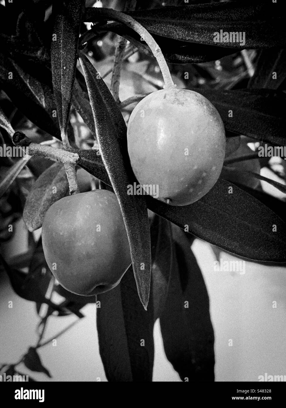 Two olives growing on a tree Stock Photo - Alamy