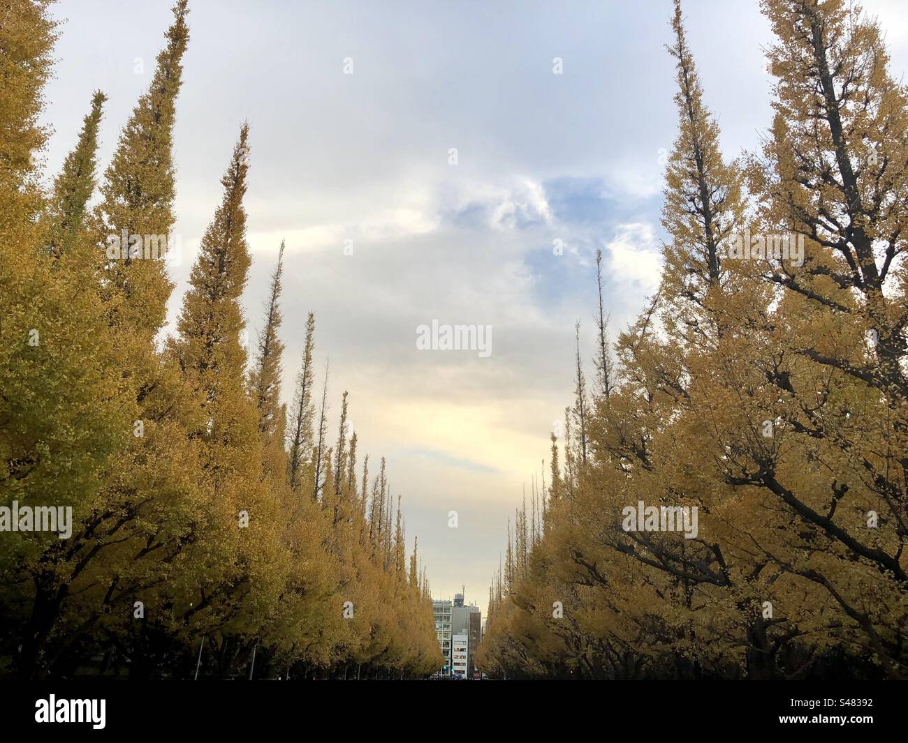 Season in japan hi-res stock photography and images - Alamy
