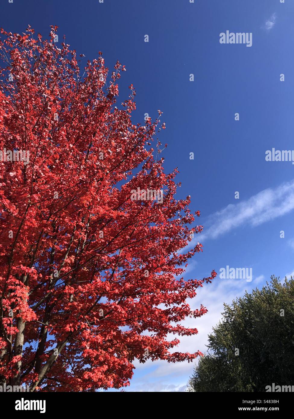 Contrast of colours in autumn Stock Photo - Alamy