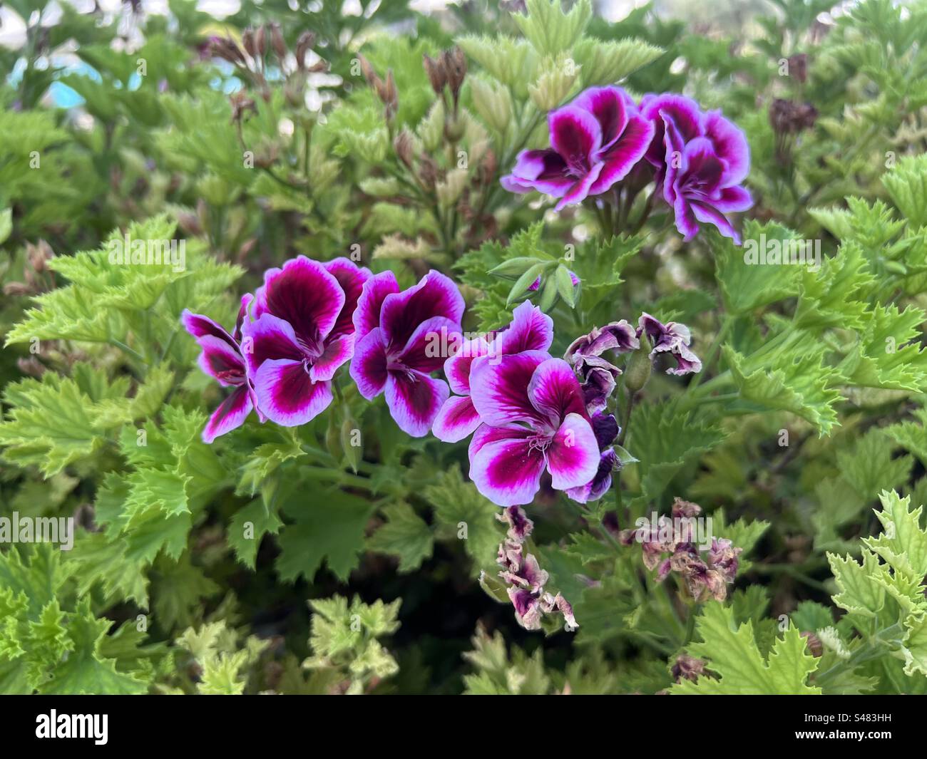 Beautiful plant flower hi-res stock photography and images - Alamy