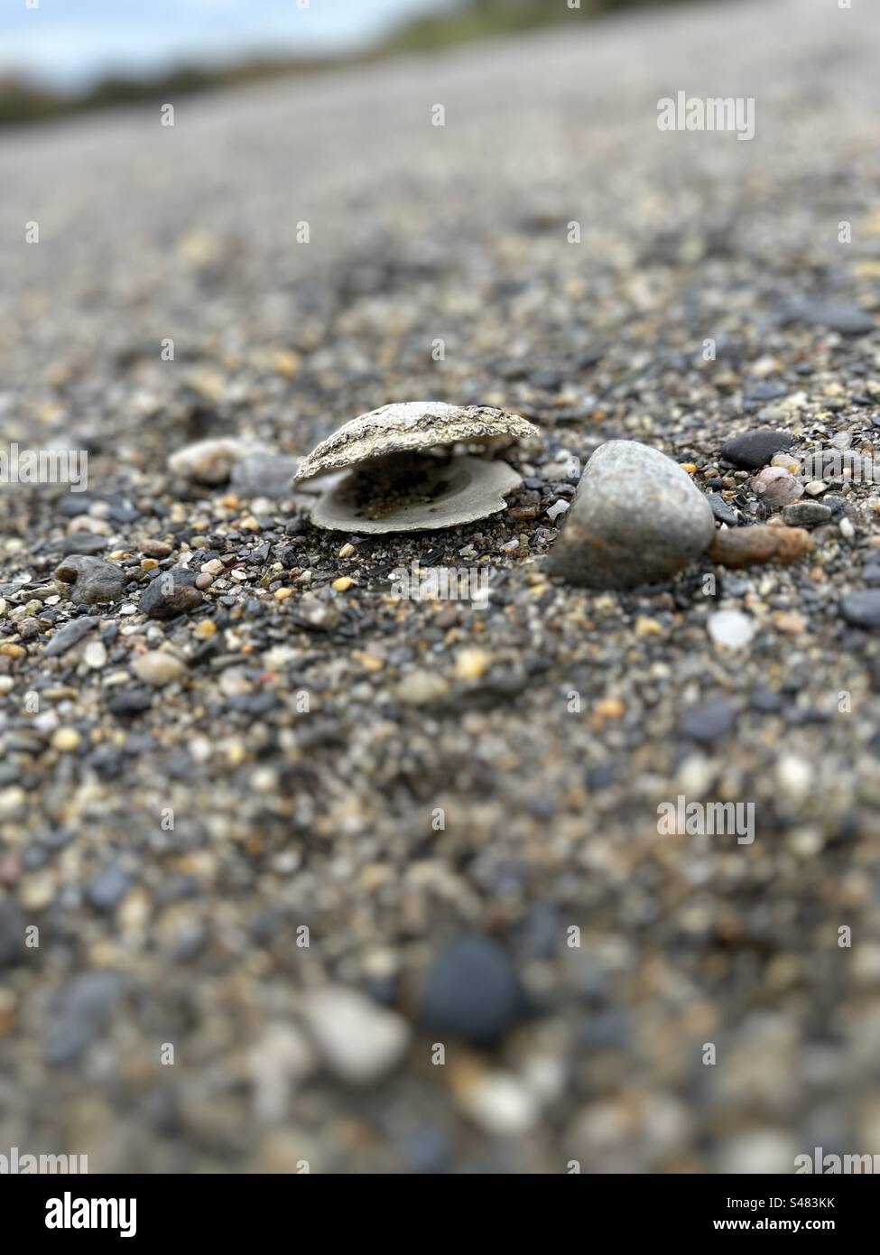 Close up of an open shell laying on a beach Stock Photo - Alamy