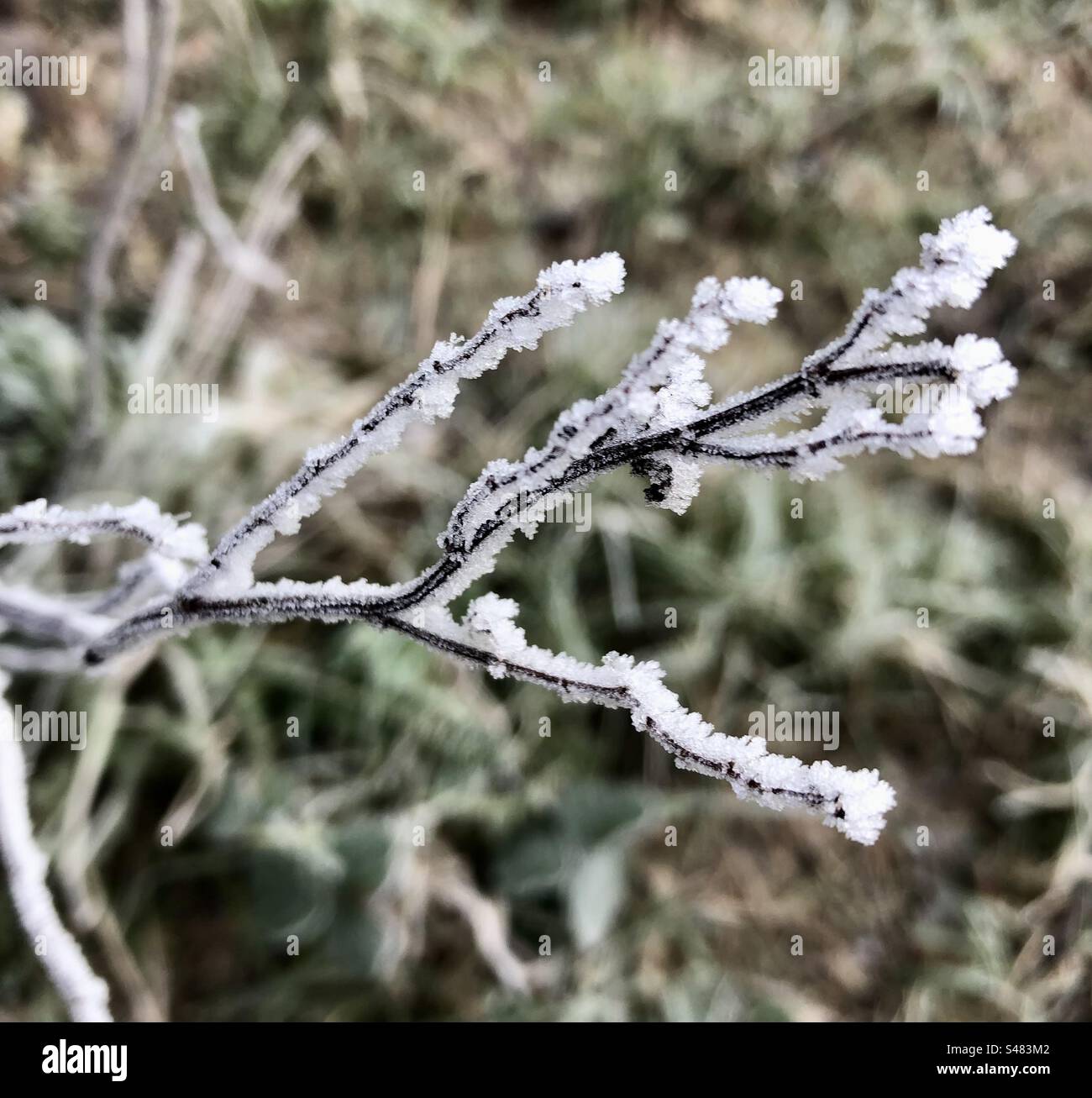 Frost on tree branch hi-res stock photography and images - Alamy
