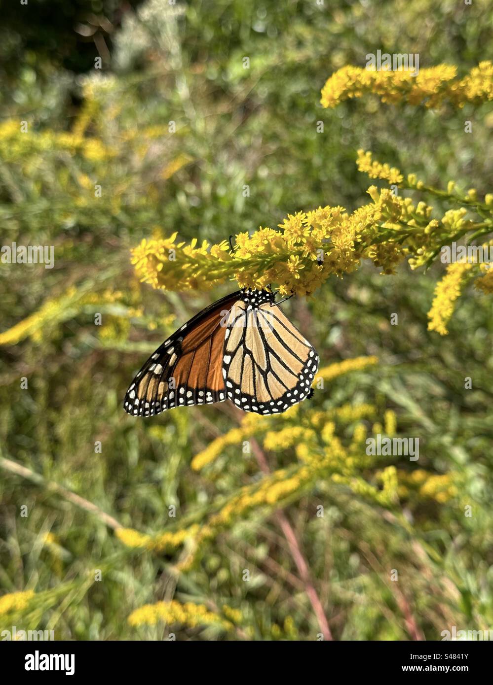 Northwest butterfly hi-res stock photography and images - Alamy
