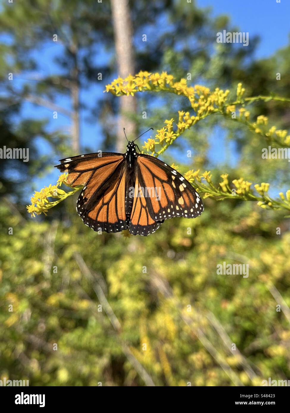 Monarch butterfly wings open on golden rod bloom Stock Photo - Alamy